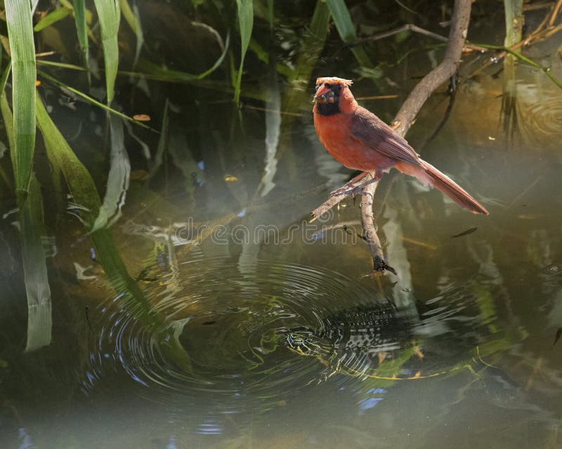 Turtle cardinal imagen de archivo. Imagen de tortuga - 119730509