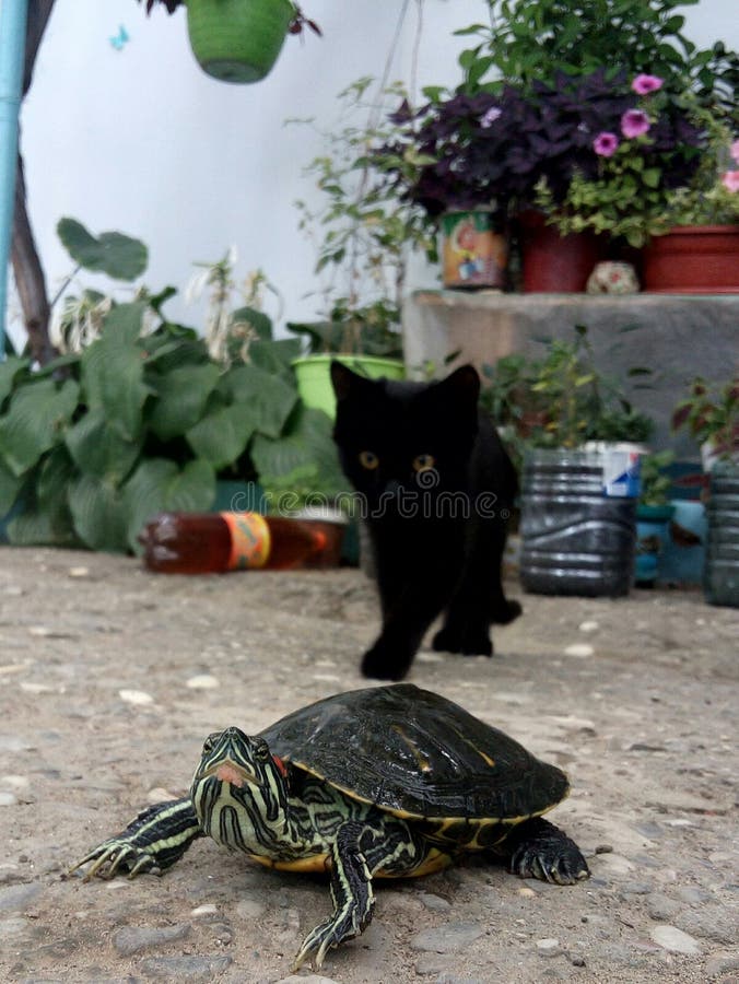 Turtle and cat stock photo. Image of turtle, zoology - 82135638