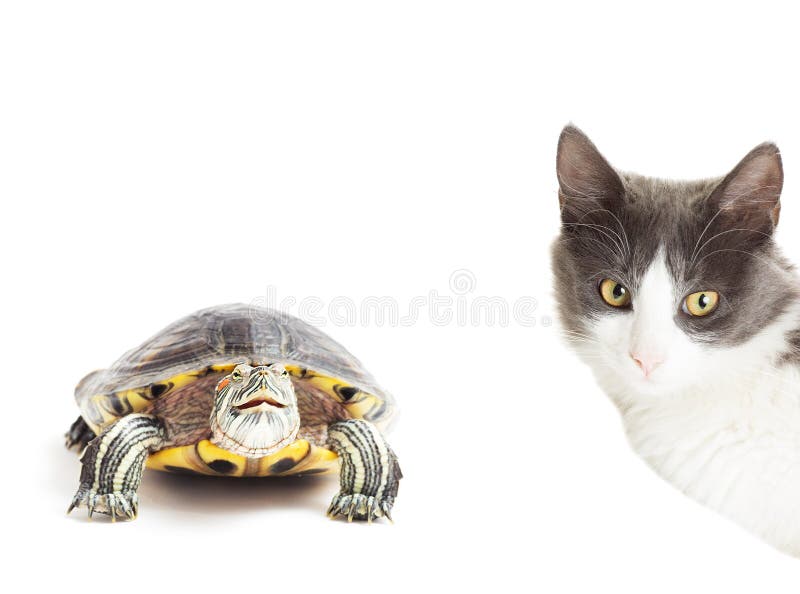 Turtle and a cat stock image. Image of feline, wildlife - 49797615
