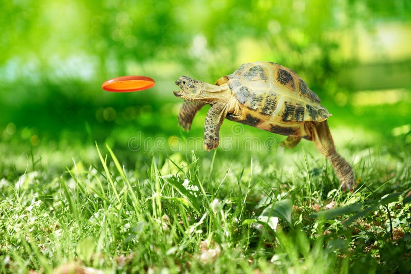 Turtle catches the frisbee stock image. Image of catch - 31708283