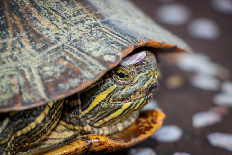 Turtle with Cherry Blossom Petals Stock Photo - Image of petals ...