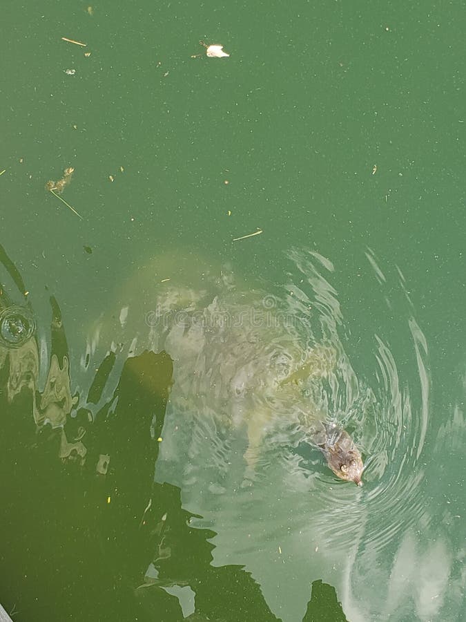 Turtle Chilling with Two Ducks Stock Photo - Image of lake, turtle ...