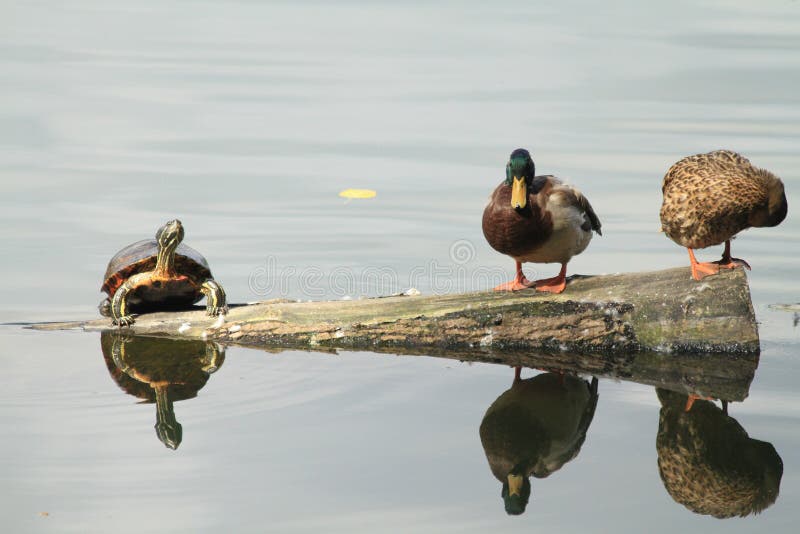 Turtle Chilling with Two Ducks Stock Photo - Image of lake, turtle ...