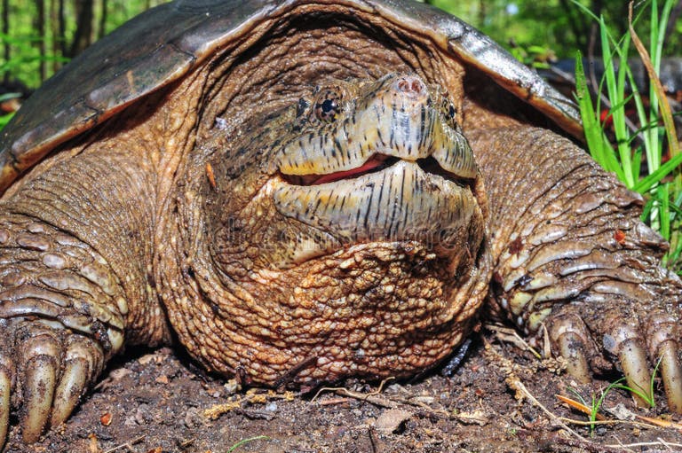 Turtle claws stock photo. Image of open, forest, turtle - 69996492