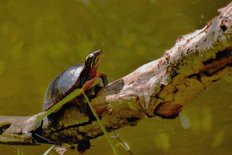 Painted Turtle On A Tree Branch 2 Stock Image - Image of sunny, tree ...