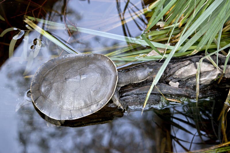 638 Climbing Turtle Stock Photos - Free & Royalty-Free Stock Photos ...
