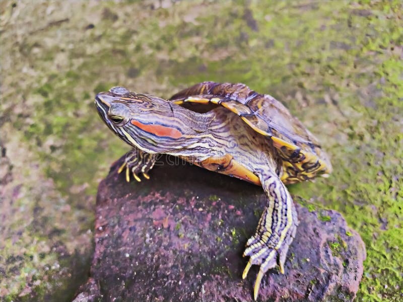 A turtle climbs the rock stock image. Image of exotic - 221731405