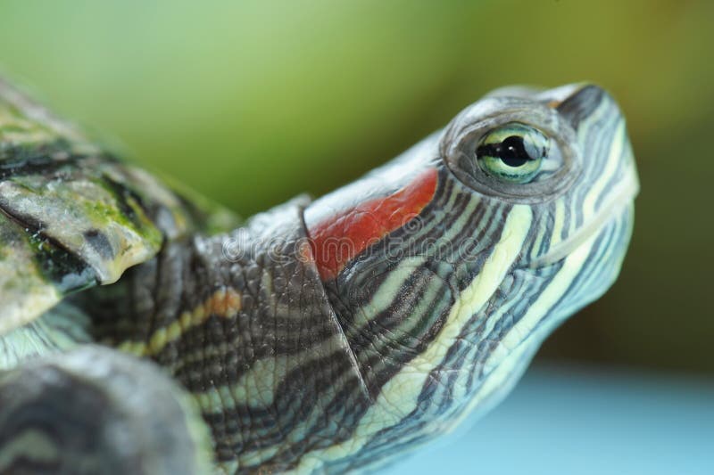 Amazon Toad-headed Turtle / Batrachemys Raniceps Stock Photo - Image of ...