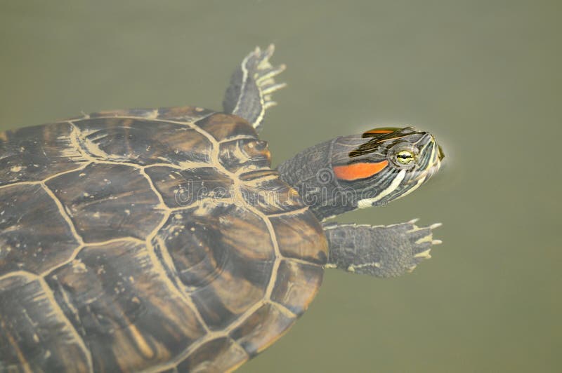 Turtle close up stock image. Image of light, nature, lake - 5529015