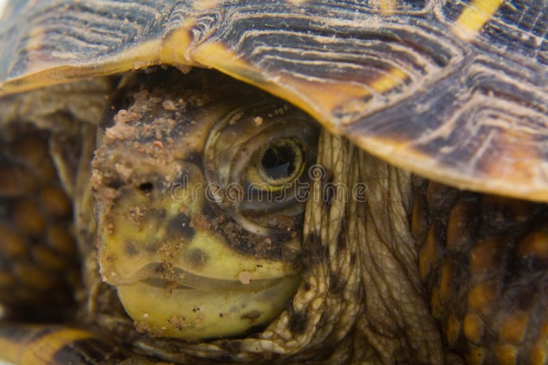 Sea Turtle Close Up Face First At Surface Of Ocean Stock Image - Image ...