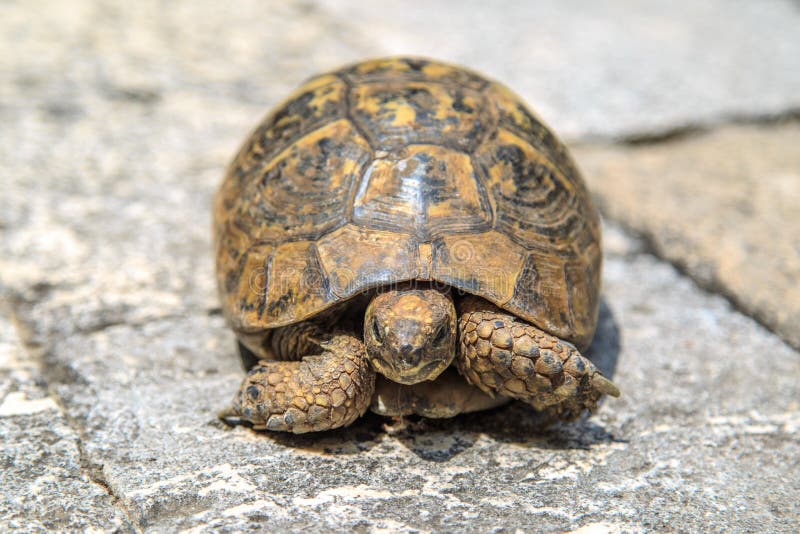 Turtle stock image. Image of brown, reptile, view, tortoise - 55789911