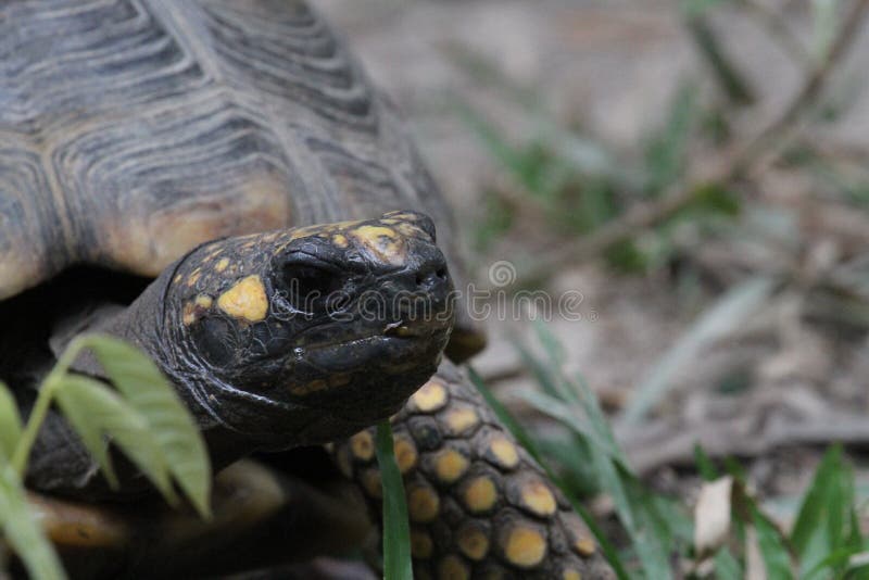 Turtle close up picture stock image. Image of turtle - 125969373