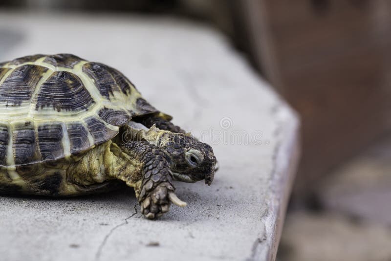 Turtle close up stock image. Image of slow, amphibian - 70097317