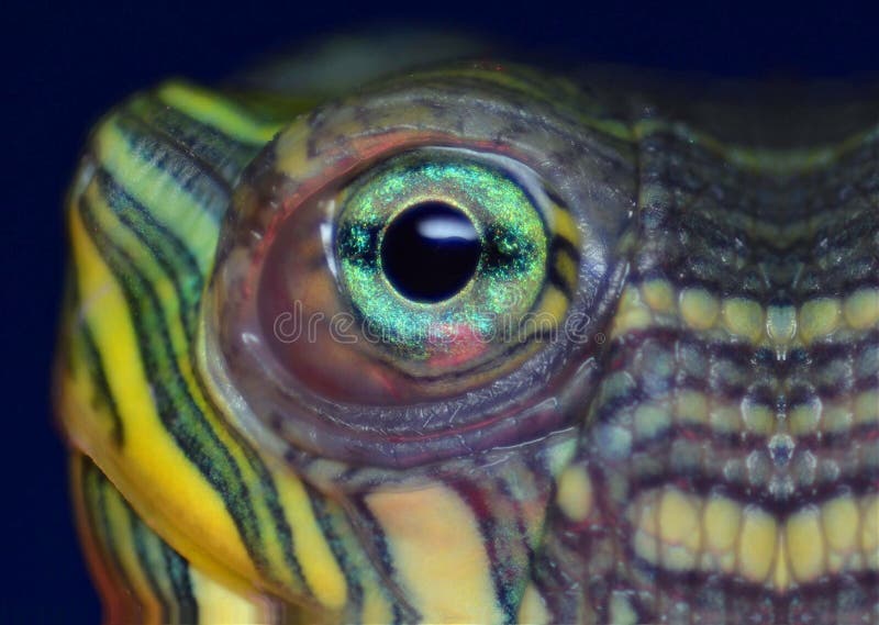 Turtle close up stock image. Image of color, close, animals - 66864357