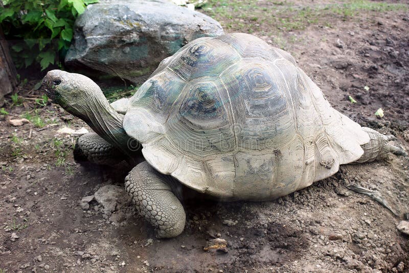 Turtle Close-up. a Wild Animal. a Large Large Turtle in the Open Air in ...