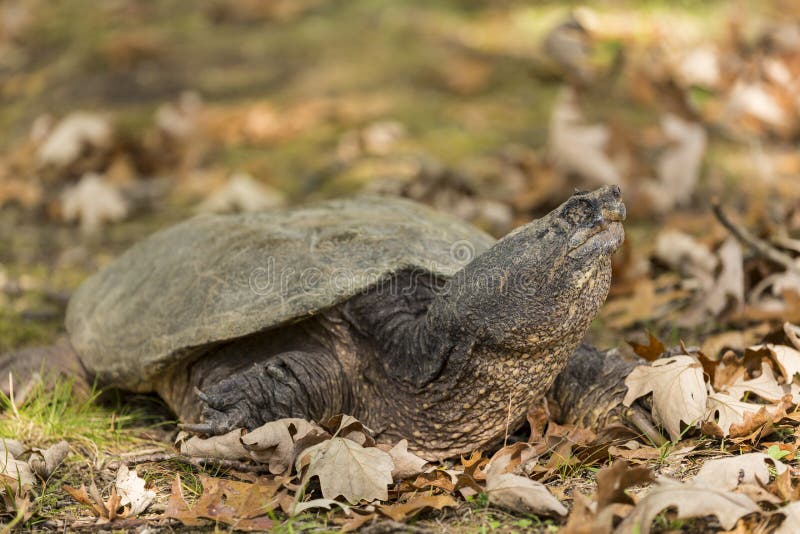 Turtle in Autumn stock photo. Image of armor, natural - 101351528