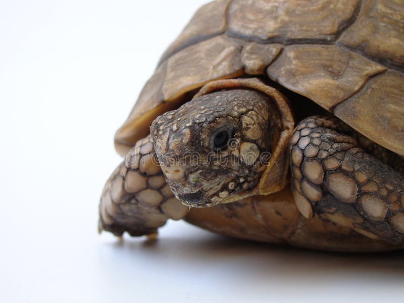 Turtle closeup stock photo. Image of shell, scale, ideas - 7254198