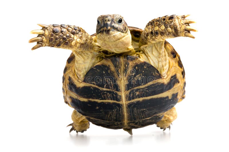 Turtle Closeup View from Below Stock Photo - Image of crawl, animal ...