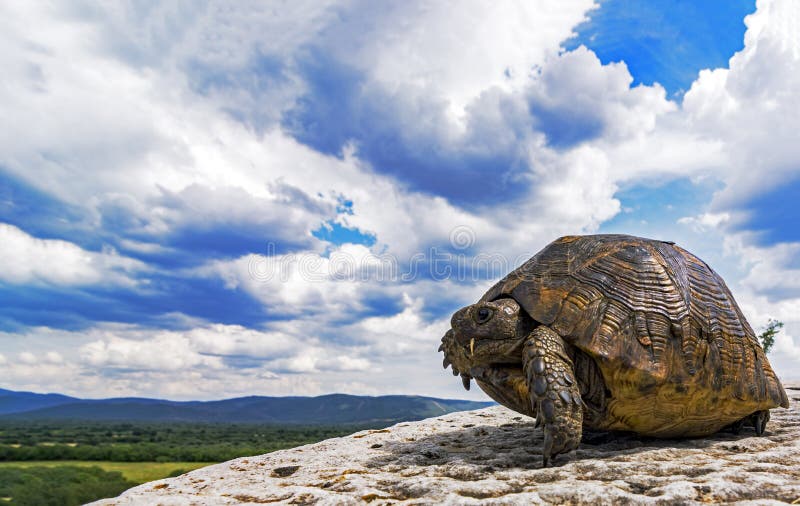 Turtle editorial stock photo. Image of anatolia, history - 93974683