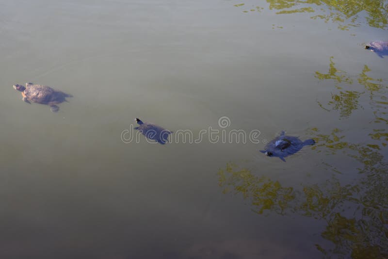 Turtle column. stock image. Image of nice, sunshine - 154090951