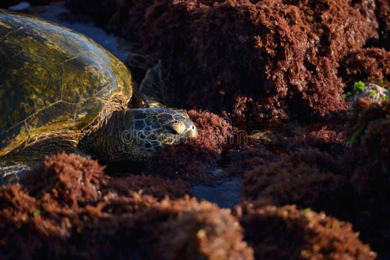 Hungry Turtle stock photo. Image of hungry, close, shore - 153417922