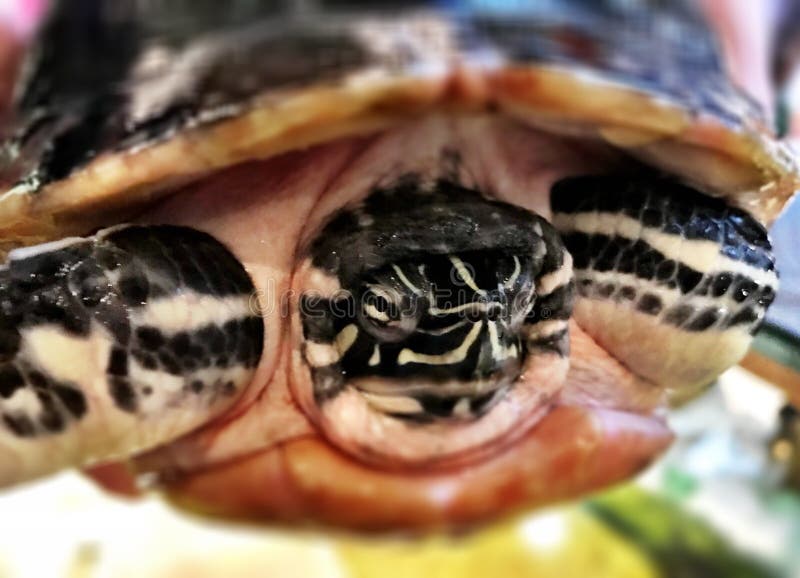 Turtle Coming Out Shell Stock Photos - Free & Royalty-Free Stock Photos ...