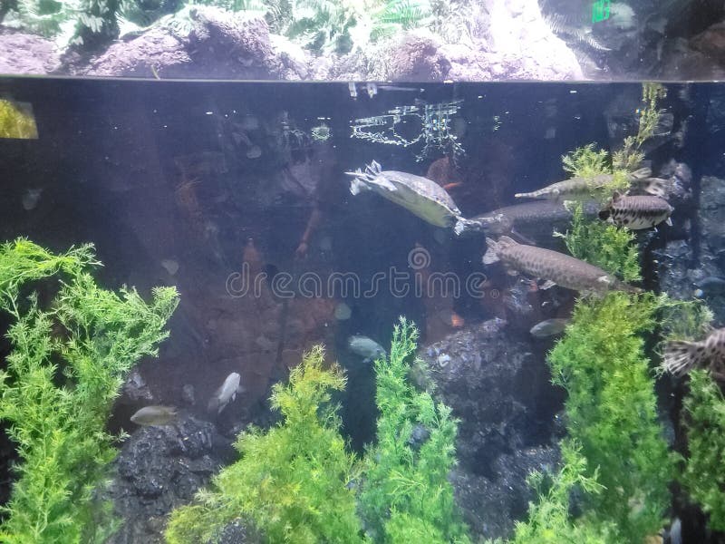 Turtle Swimming in the Water at the Top of the Tank Stock Image - Image ...