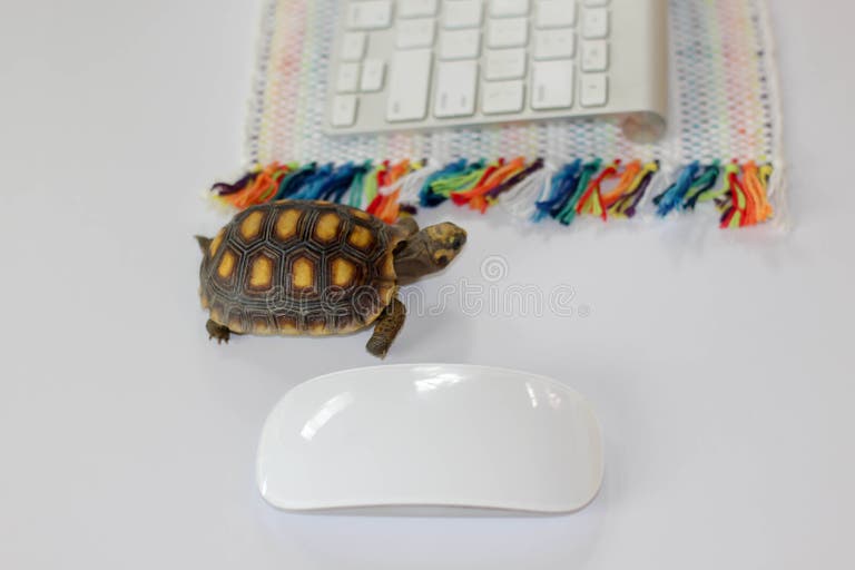Turtle on Computer with Keyboard and Wireless Mouse. Stock Photo ...