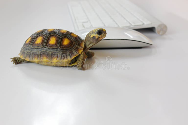 Turtle on Computer with Keyboard and Wireless Mouse. Stock Image ...