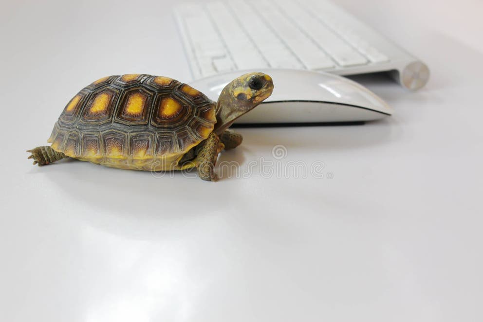 Turtle on Computer with Keyboard and Wireless Mouse. Stock Image ...