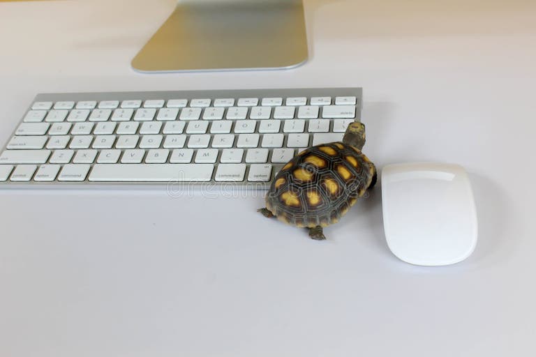 Tortoise Laptop Stock Photos - Free & Royalty-Free Stock Photos from ...