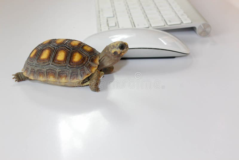 Turtle on Computer with Keyboard and Wireless Mouse. Stock Image ...