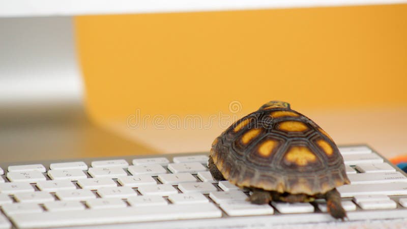 Turtle on Computer with Keyboard and Wireless Mouse Stock Photo - Image ...