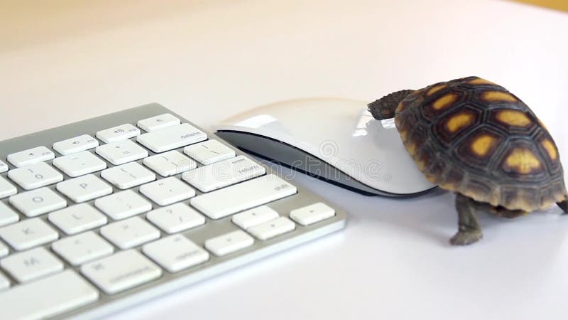 Turtle on Computer with Keyboard and Wireless Mouse, Slow Internet ...