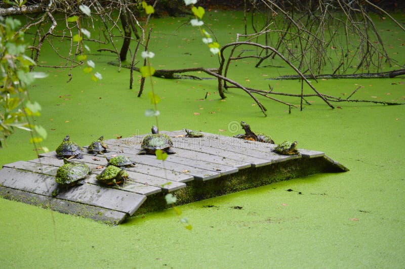 Turtle Convention in the Bog Stock Photo - Image of crawling, eating ...