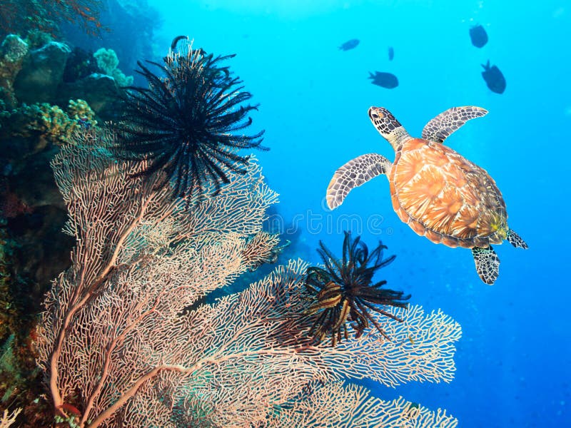 Sea turtle family stock image. Image of male, reef, undersea - 29686469