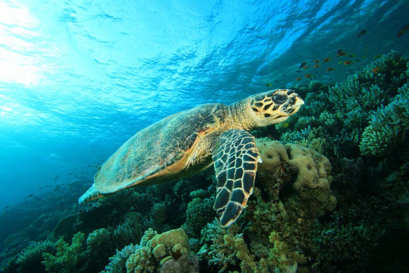 Turtle and Coral Reef stock image. Image of fish, reef - 17551229