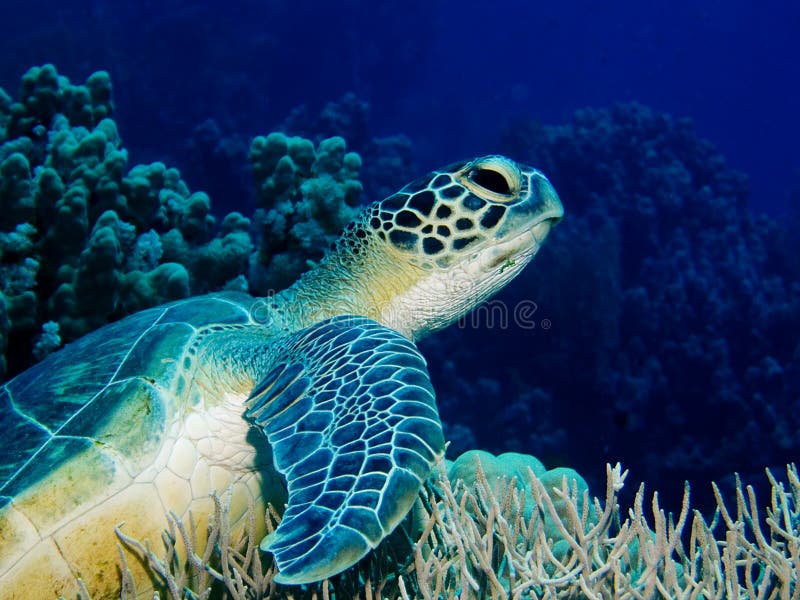 Turtle on coral reef stock image. Image of diver, sitting - 3380449