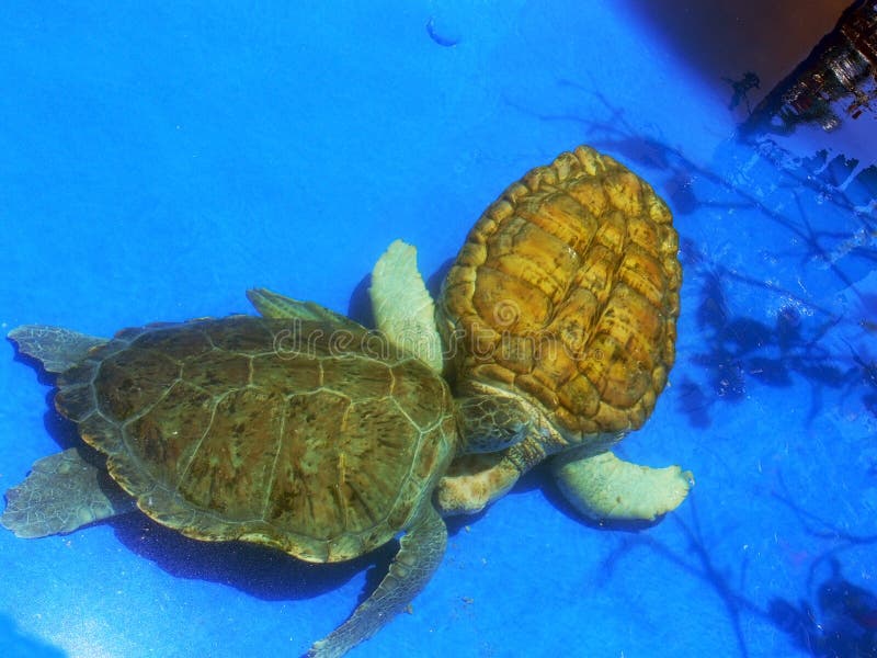 Turtle couple stock image. Image of praia, bahia, caribbean - 5698173