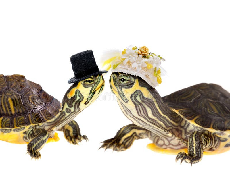 597 Turtles Love Stock Photos - Free & Royalty-Free Stock Photos from ...
