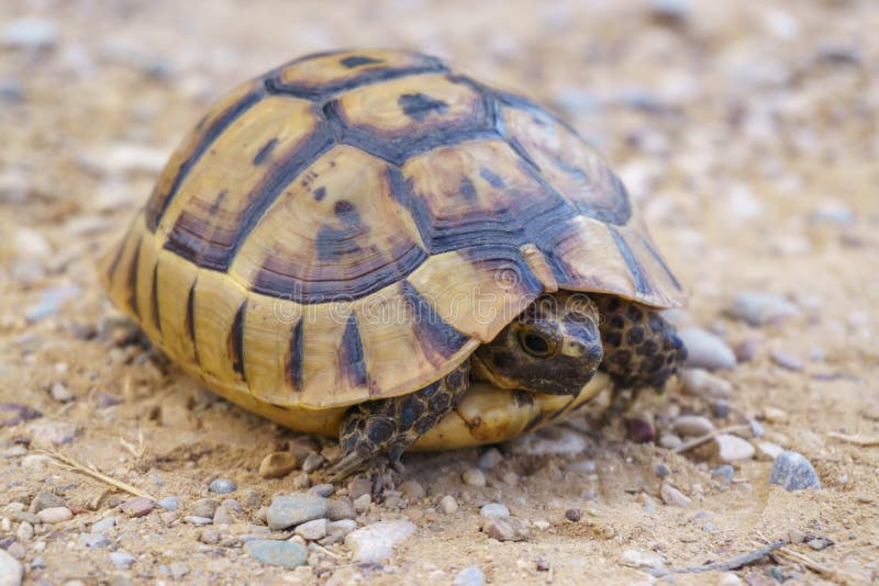 Turtle Crawling on the Pebbles Stock Photo - Image of nature ...