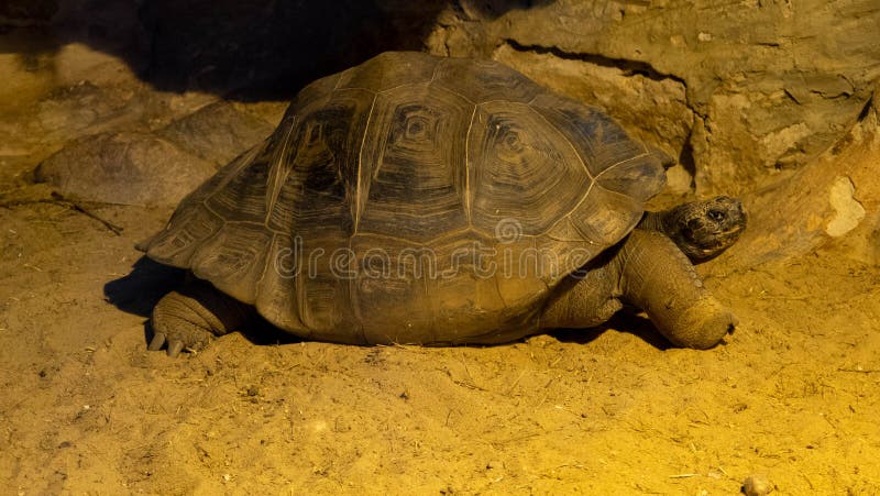 Turtle Crawling in the Sand. Turtles in the Zoo. Ground Turtle in the ...