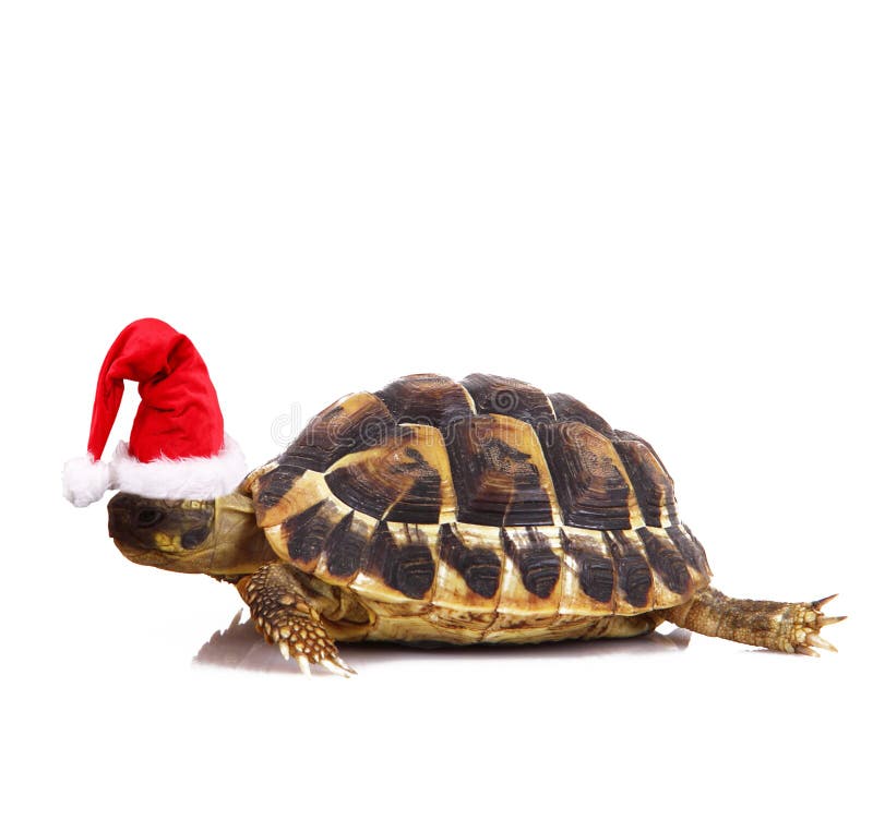 Christmas Creative Card with Turtle in Red Santa Claus Hat. New Year ...