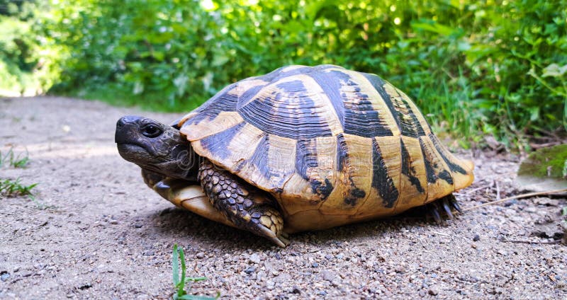 A Turtle Crosses a Dirt Path Stock Image - Image of amphibian, turtle ...
