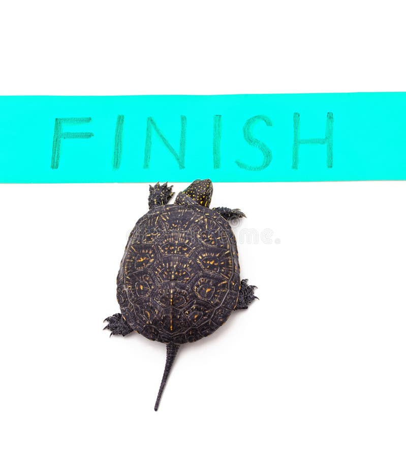 Turtle Crosses the Finish Line Stock Image - Image of athlete, line ...