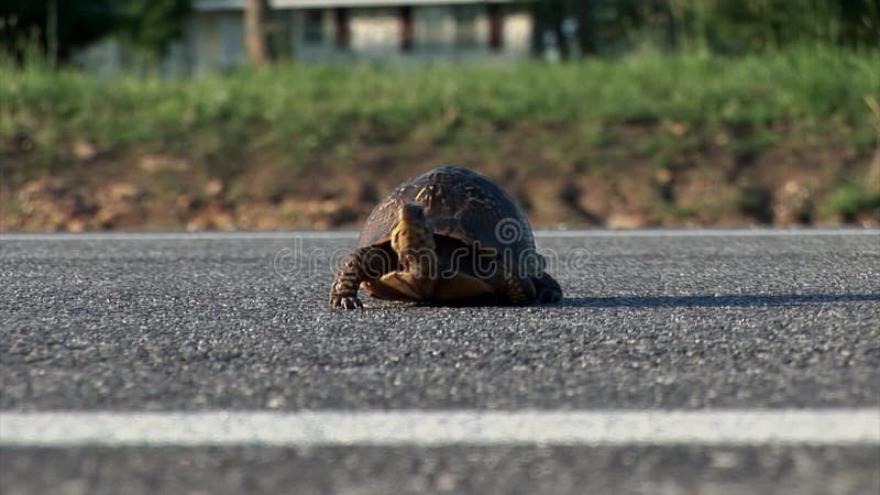 Turtle crossing the road stock footage. Video of pathway - 105328244