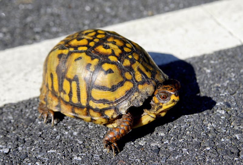 Turtle crossing a road stock image. Image of courage, brave - 6311791 Turtle crossing a road stock image. Image of courage, brave - 6311791