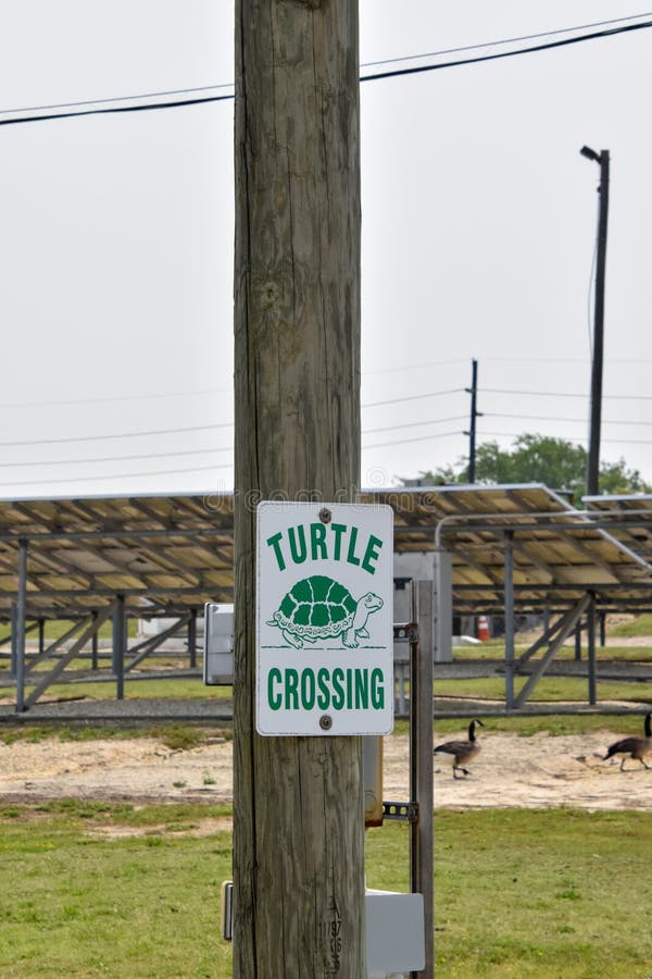 Turtle Crossing Sign on a Wooden Utility Pole in Front of a Solar Panel ...