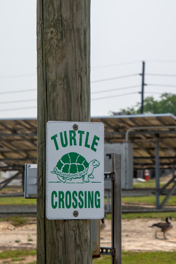 Turtle Crossing Sign on a Wooden Utility Pole in Front of a Solar Panel ...