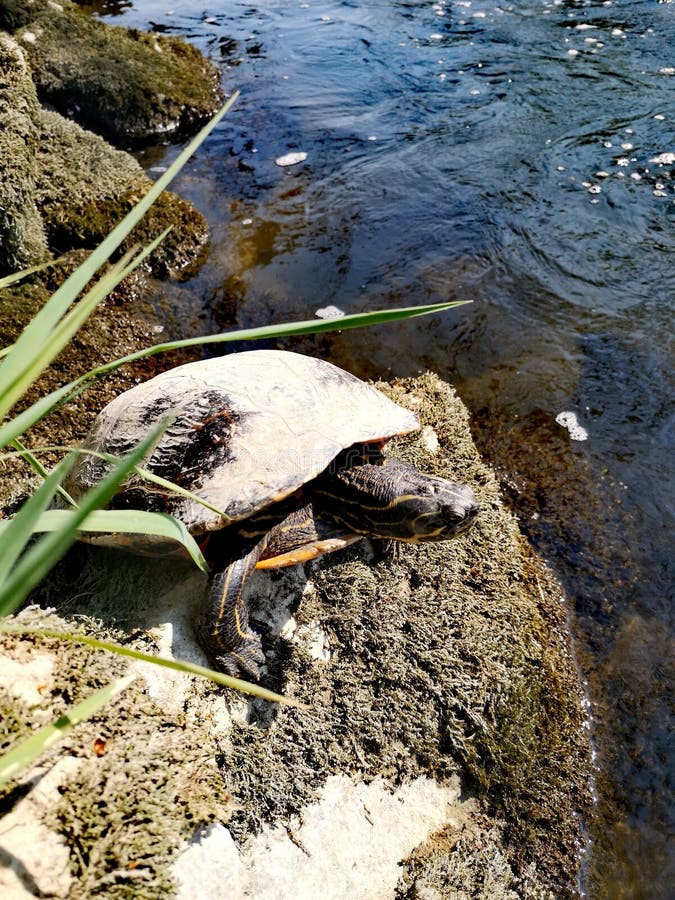Turtle by the Danube River German Stock Image - Image of danube, turtle ...